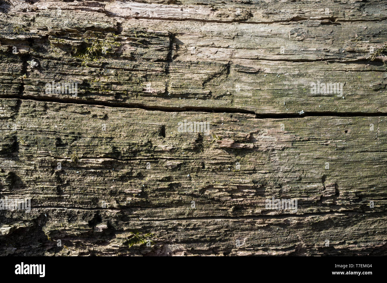 Abele tree hi-res stock photography and images - Alamy