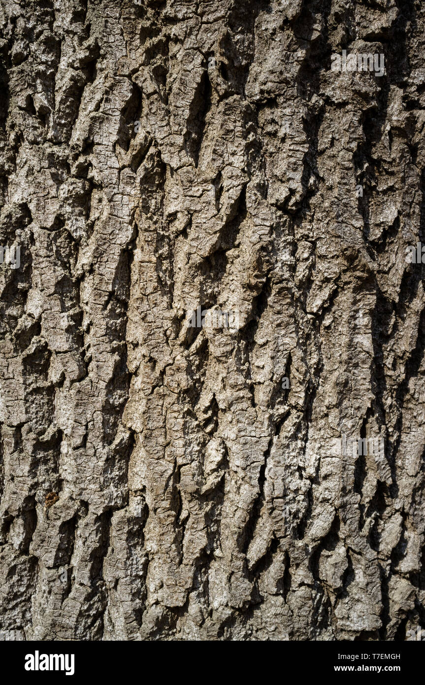Populus alba tree in forest hi-res stock photography and images - Alamy