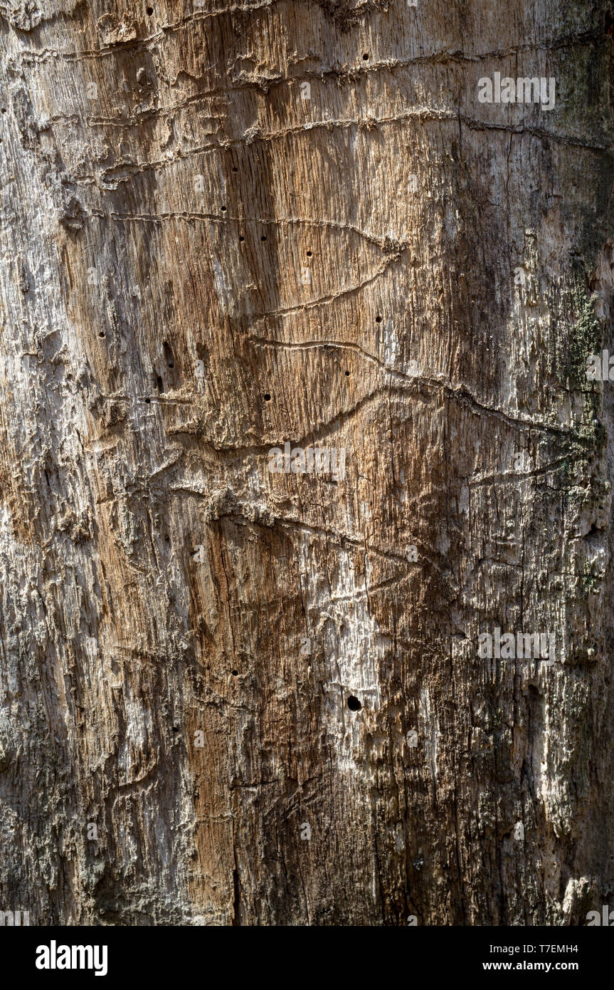 Cambium hi-res stock photography and images - Alamy