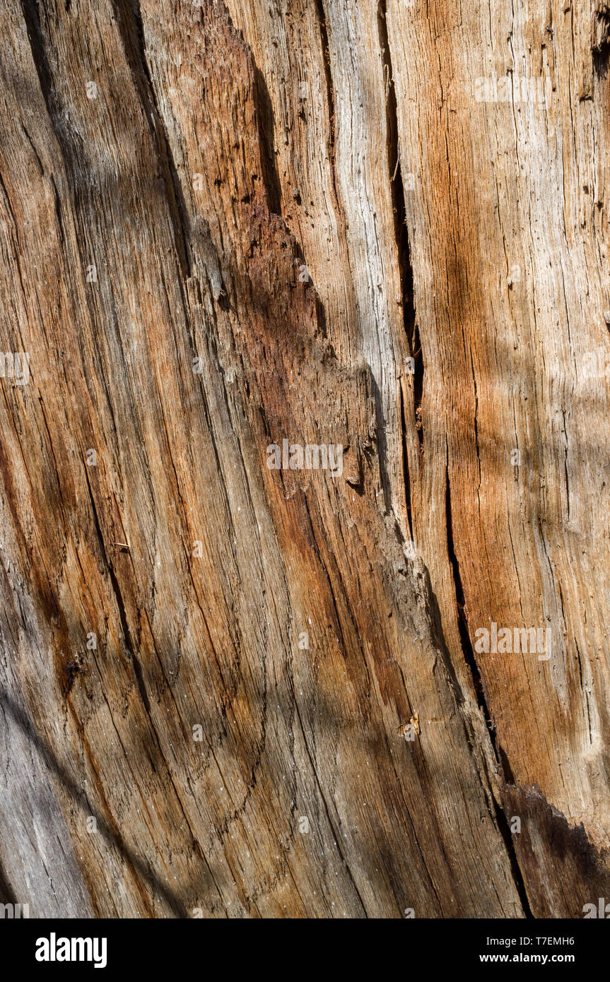 Abele tree hi-res stock photography and images - Alamy