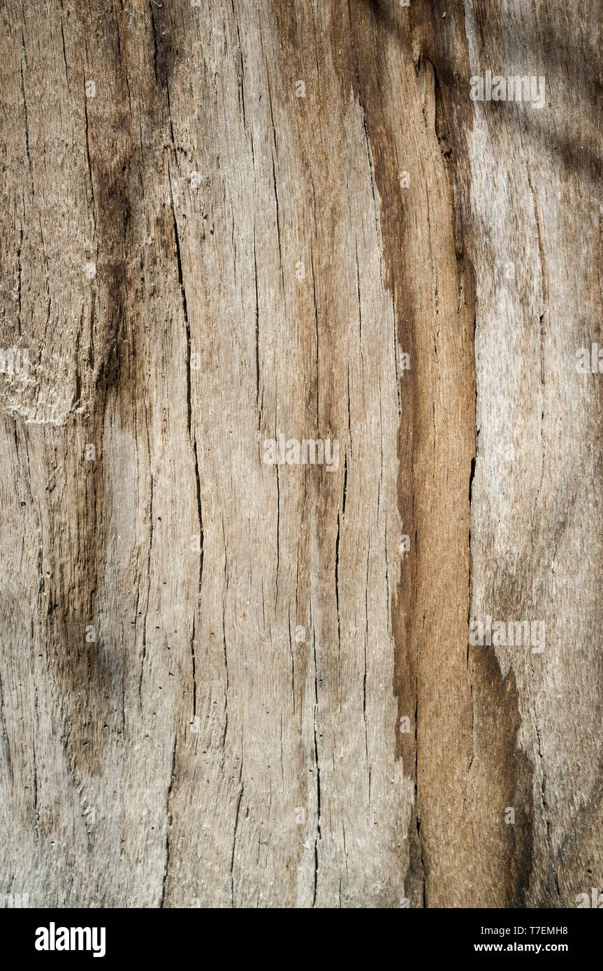 Abele tree hi-res stock photography and images - Alamy