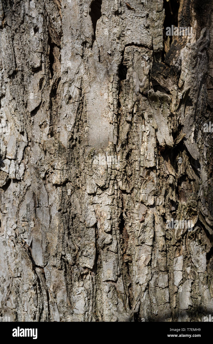 White poplar or populus Alba Tree Bark or Rhytidome Texture Detail in ...