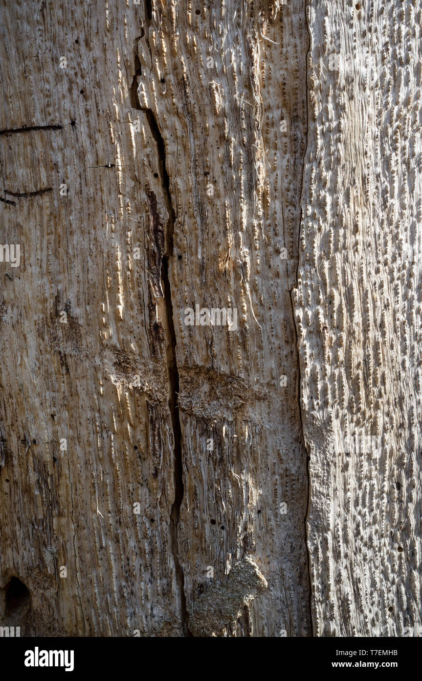 Dead poplar hi-res stock photography and images - Alamy