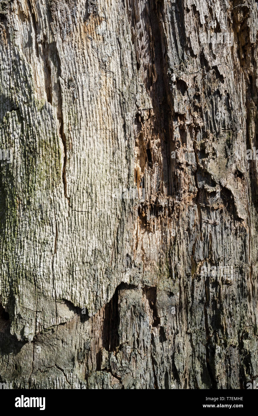 Old and Dead Poplar Tree Bark or Rhytidome Texture Detail in Spring ...