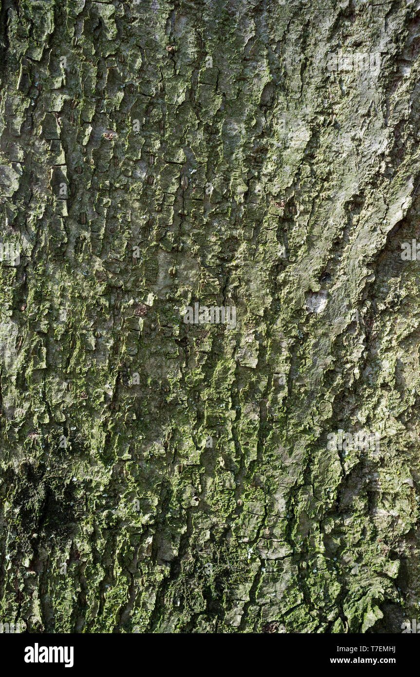 White poplar or populus Alba Tree Bark or Rhytidome covered with Green ...