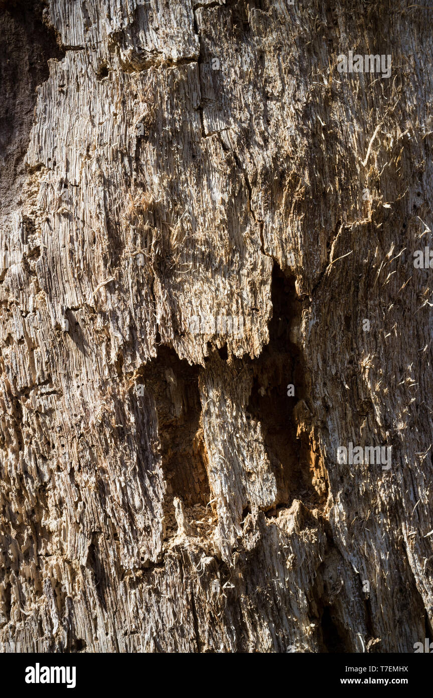 Cambium High Resolution Stock Photography and Images - Alamy