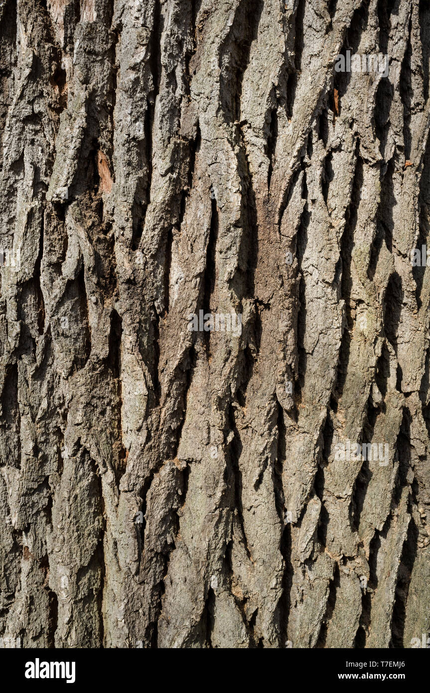White poplar or populus Alba Tree Bark or Rhytidome Texture Detail in ...
