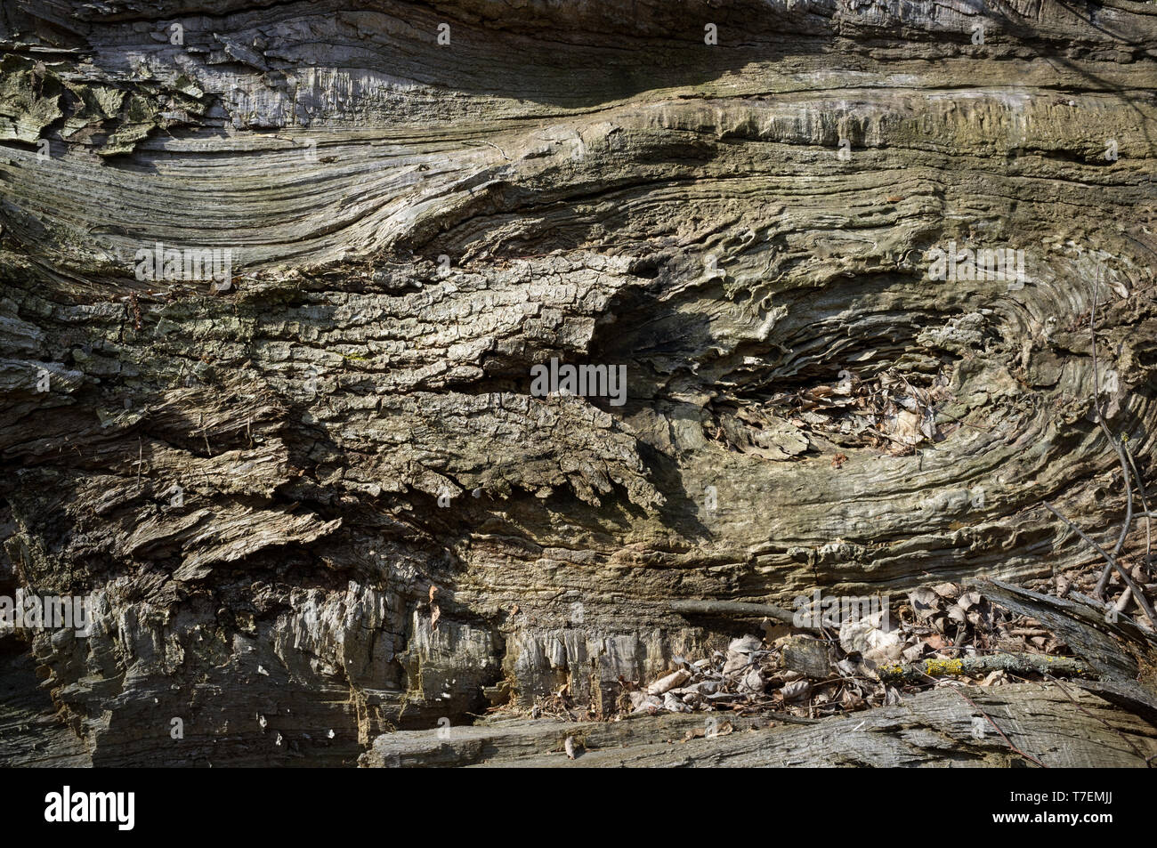 Black poplar tree hi-res stock photography and images - Alamy
