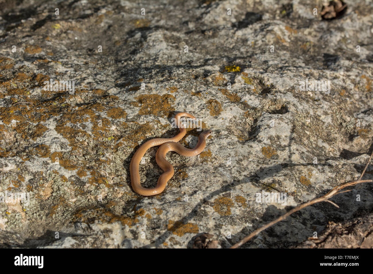 Flat headed snake hi-res stock photography and images - Alamy