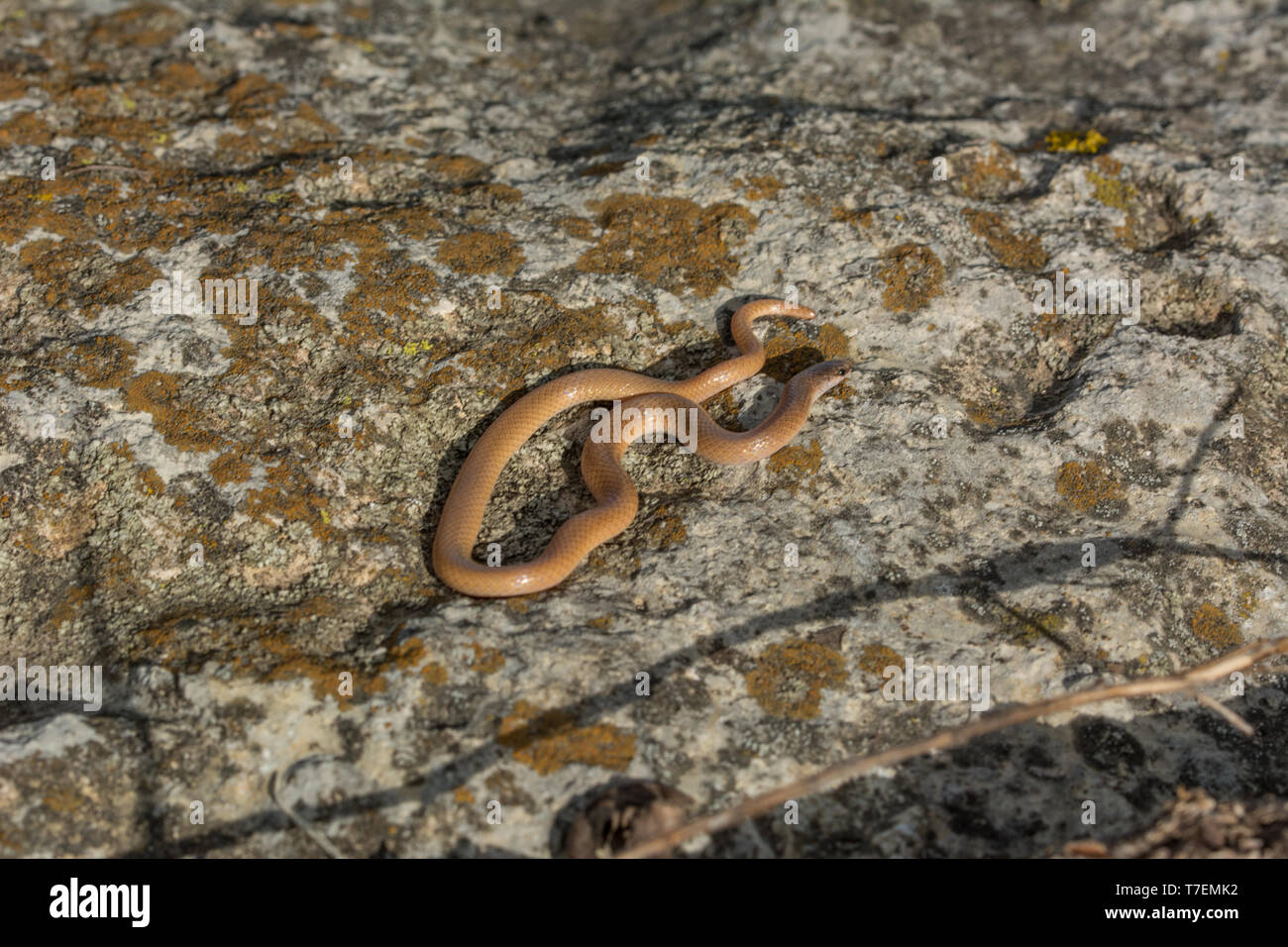 Flat-headed Snake (Tantilla gracilis) from Chase County, Kansas, USA ...