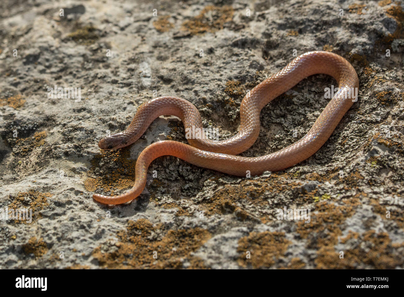 Flathead snake hi-res stock photography and images - Alamy
