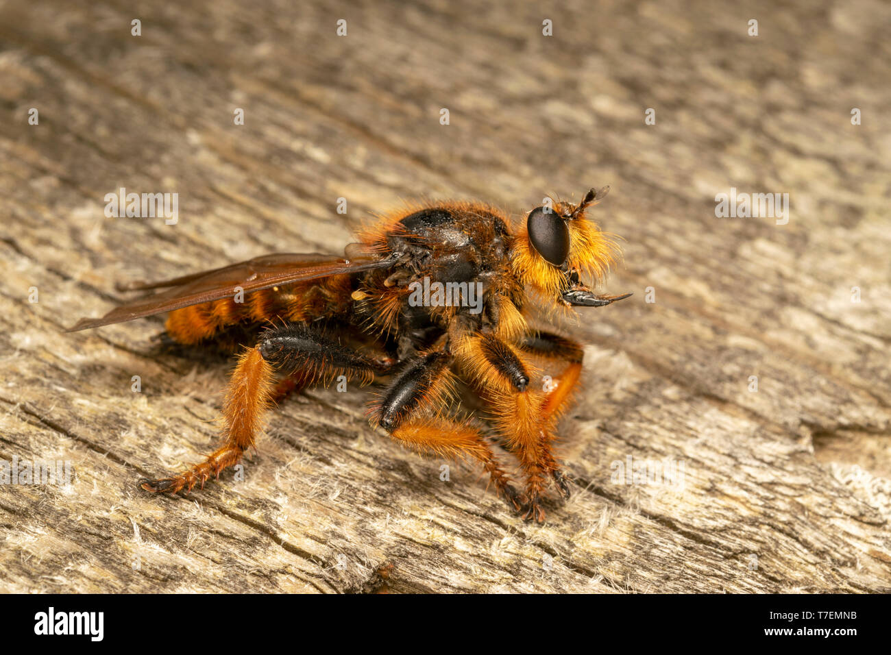 Giant robber fly (lat. Pogonosoma maroccanum Stock Photo - Alamy