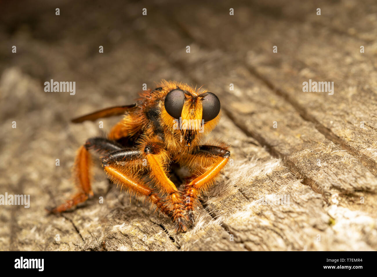 Giant robber fly (lat. Pogonosoma maroccanum Stock Photo - Alamy