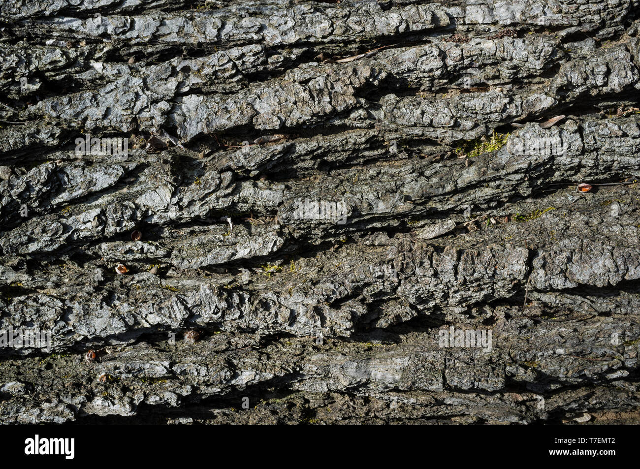 Populus nigra tree hi-res stock photography and images - Alamy