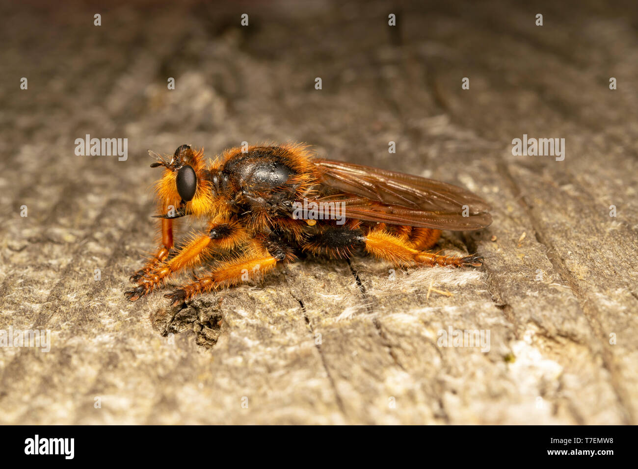 Giant robber fly (lat. Pogonosoma maroccanum Stock Photo - Alamy