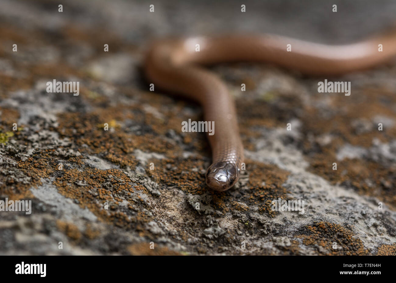 Flat-headed Snake (Tantilla gracilis) from Chase County, Kansas, USA ...