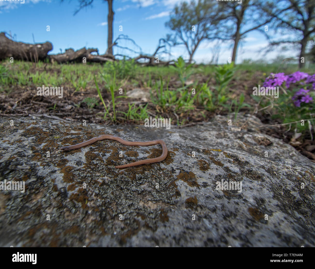 Flat-headed Snake (Tantilla gracilis) from Chase County, Kansas, USA ...