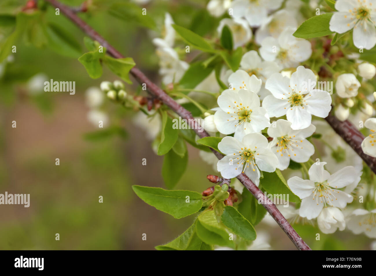 Beautiful blossoming branch outdoors Stock Photo - Alamy