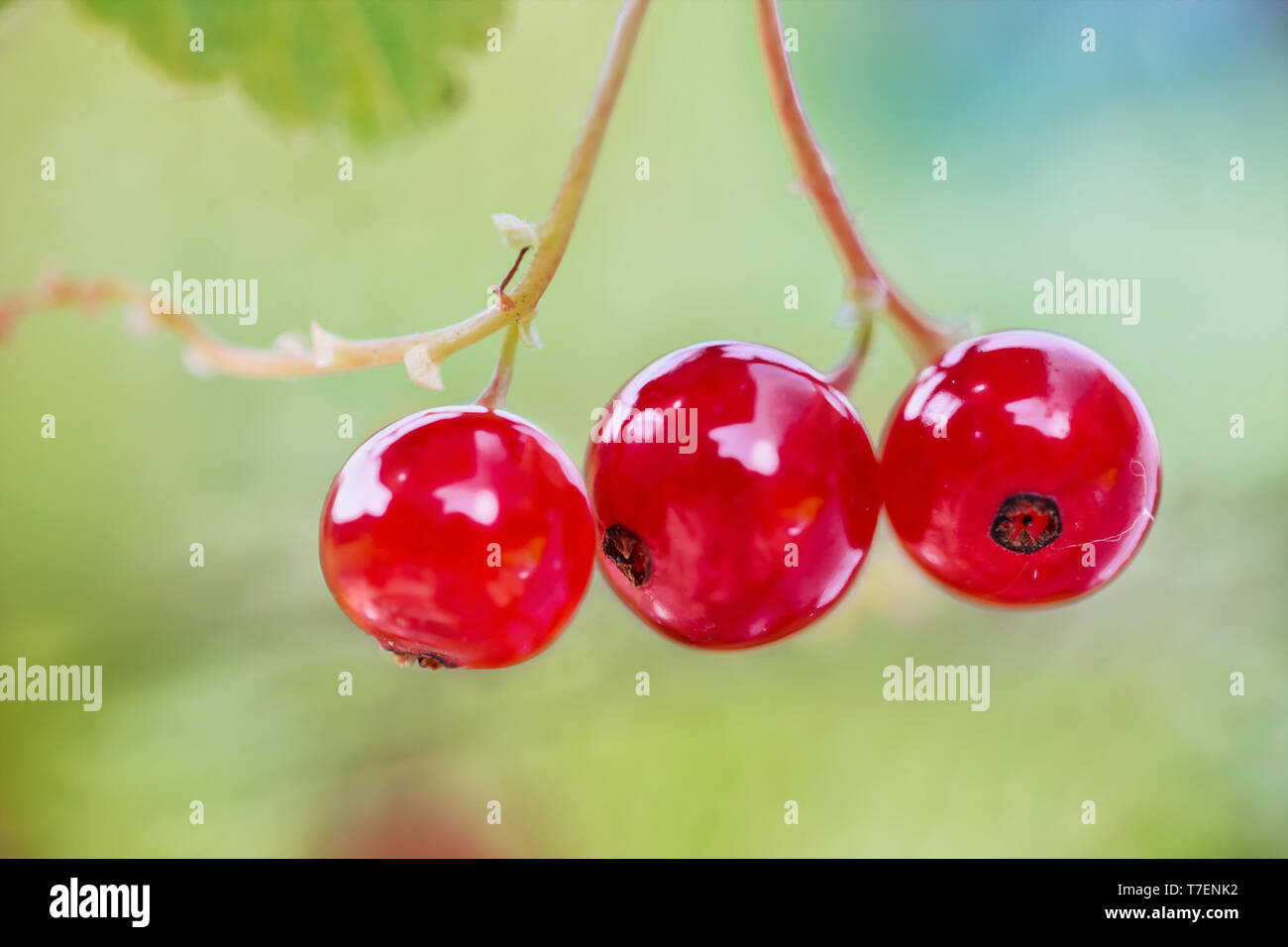 Cluster of fresh Redcurrants /red currants Stock Photo - Alamy