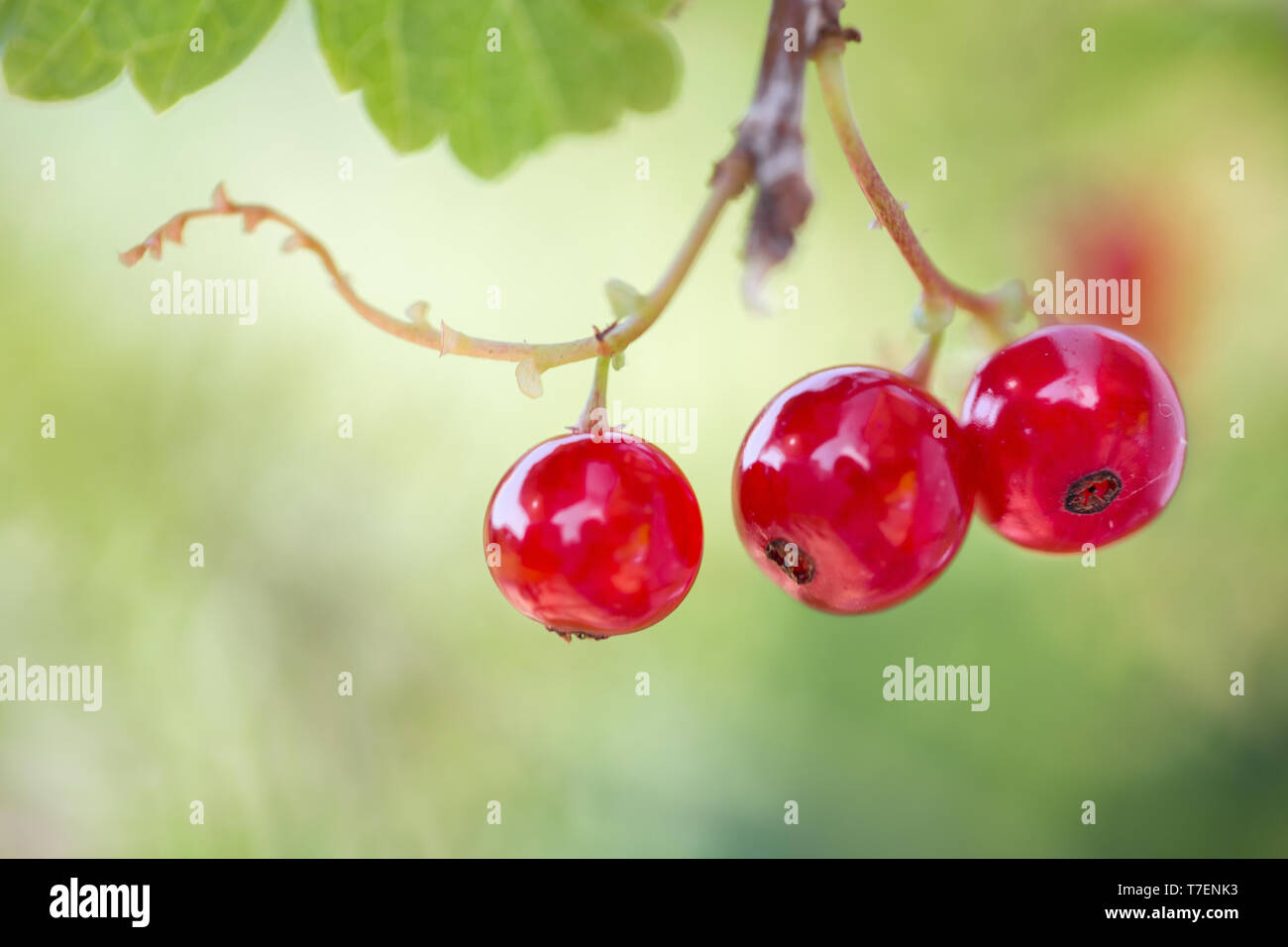 Cluster fresh redcurrants red hi-res stock photography and images - Alamy