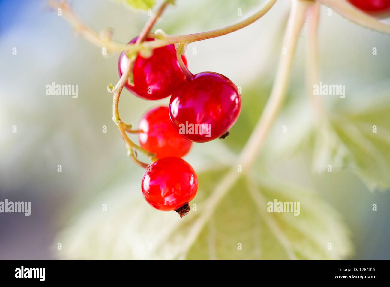 Cluster of fresh Redcurrants /red currants Stock Photo - Alamy