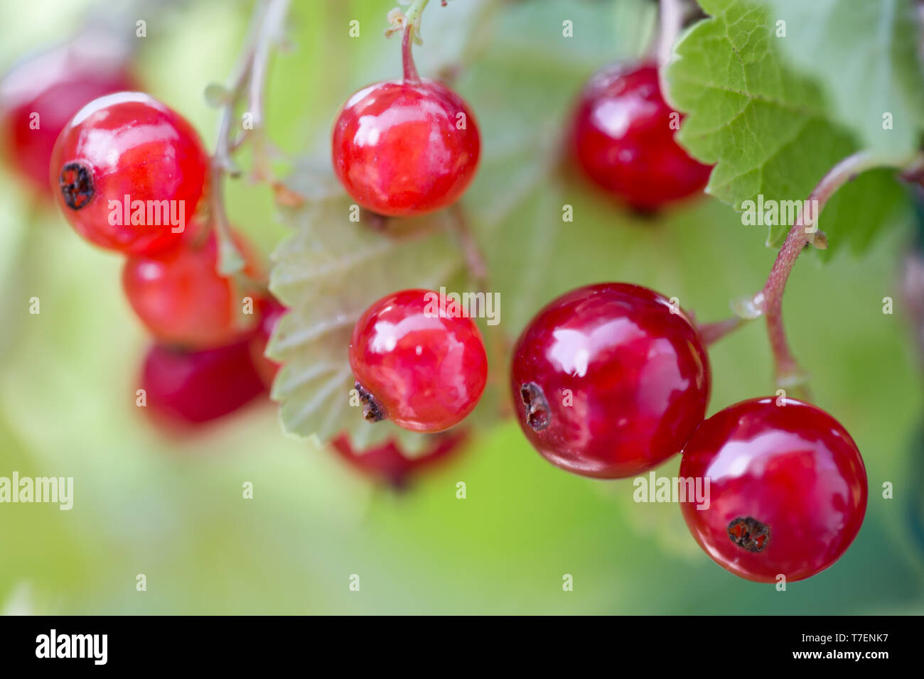 Cultivated redcurrants hi-res stock photography and images - Alamy