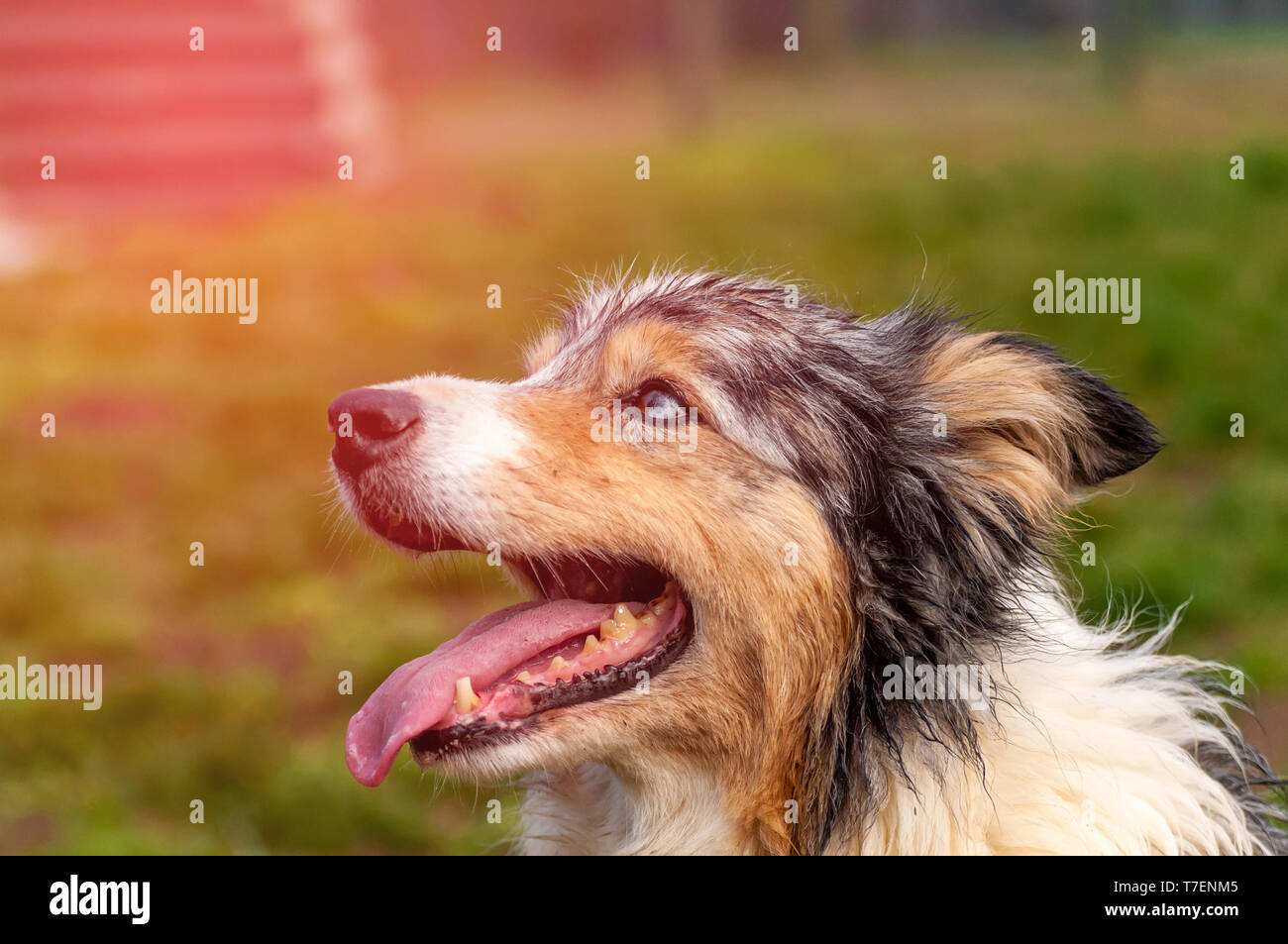 Portrait of a beautiful border collie dog in a green environment on a ...