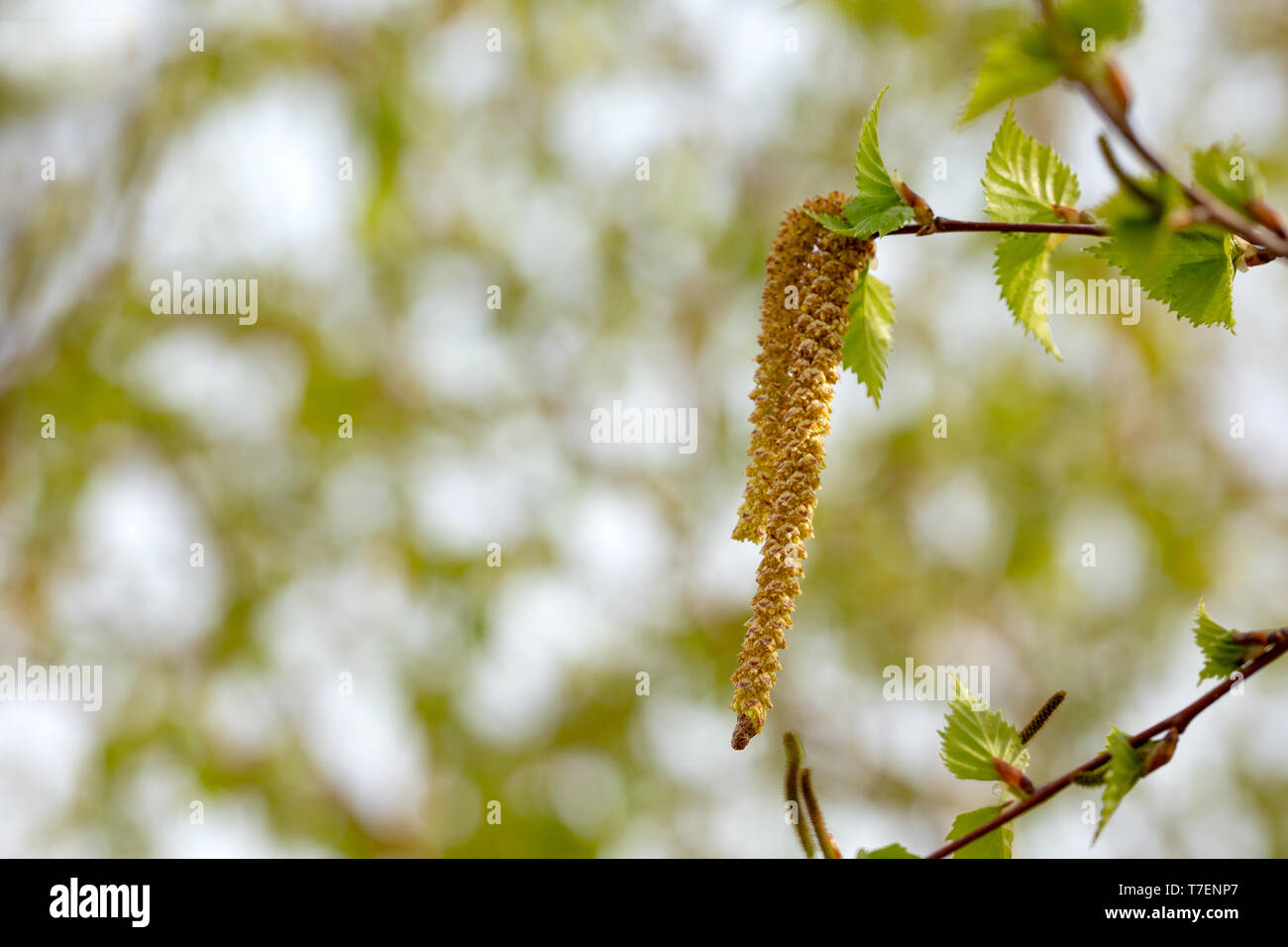 Birch Catkins High Resolution Stock Photography and Images - Alamy