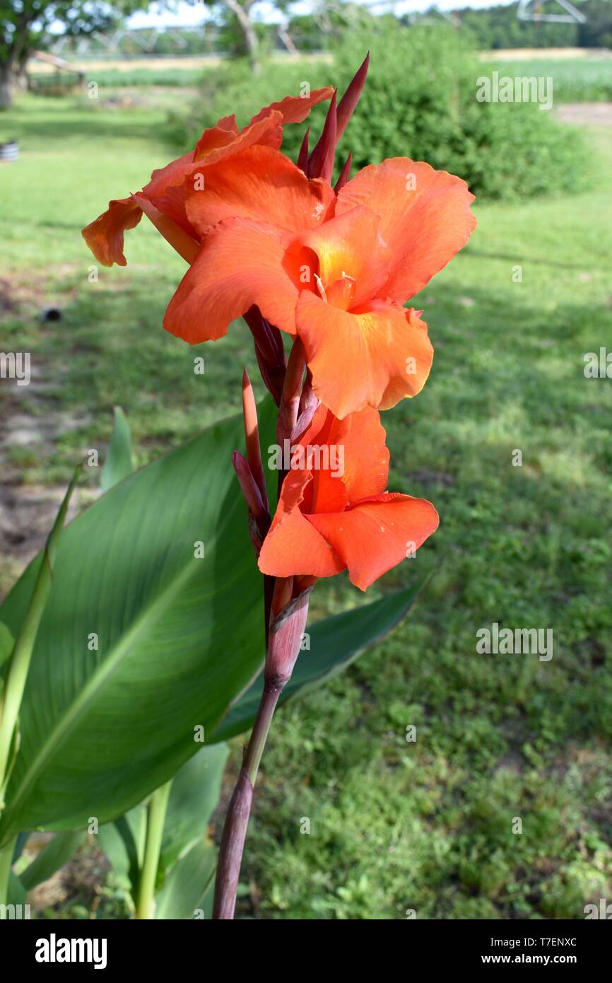 Orange flowers growing in a countryside farm yard Stock Photo - Alamy