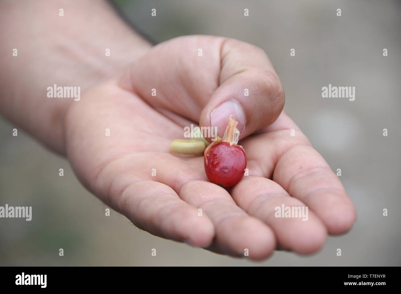 Bean people person hi-res stock photography and images - Alamy