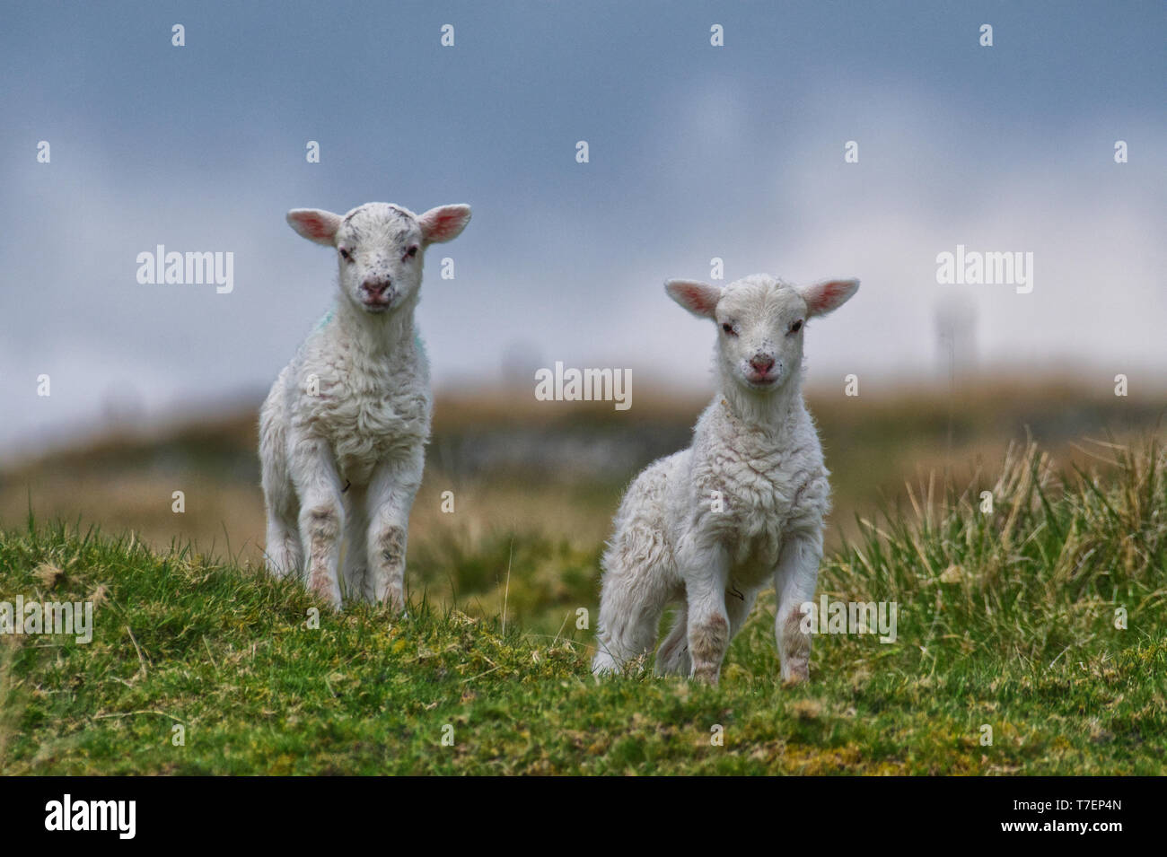 Gamboling lambs hi-res stock photography and images - Alamy