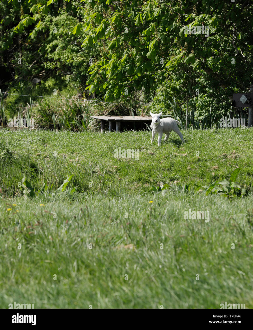 Cute little new born lamb, always joy to see them Stock Photo - Alamy
