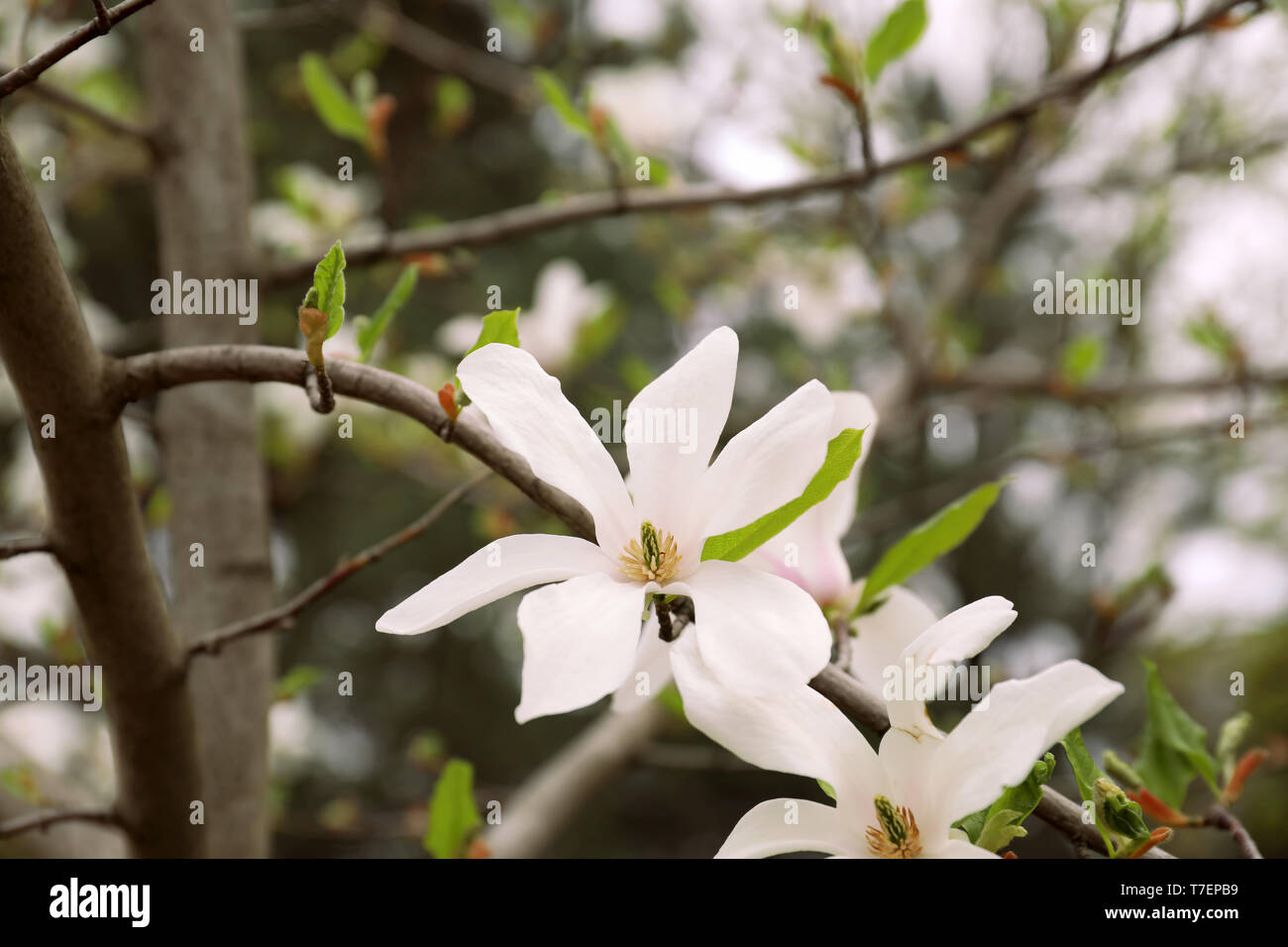 Beautiful blossoming tree outdoors Stock Photo - Alamy