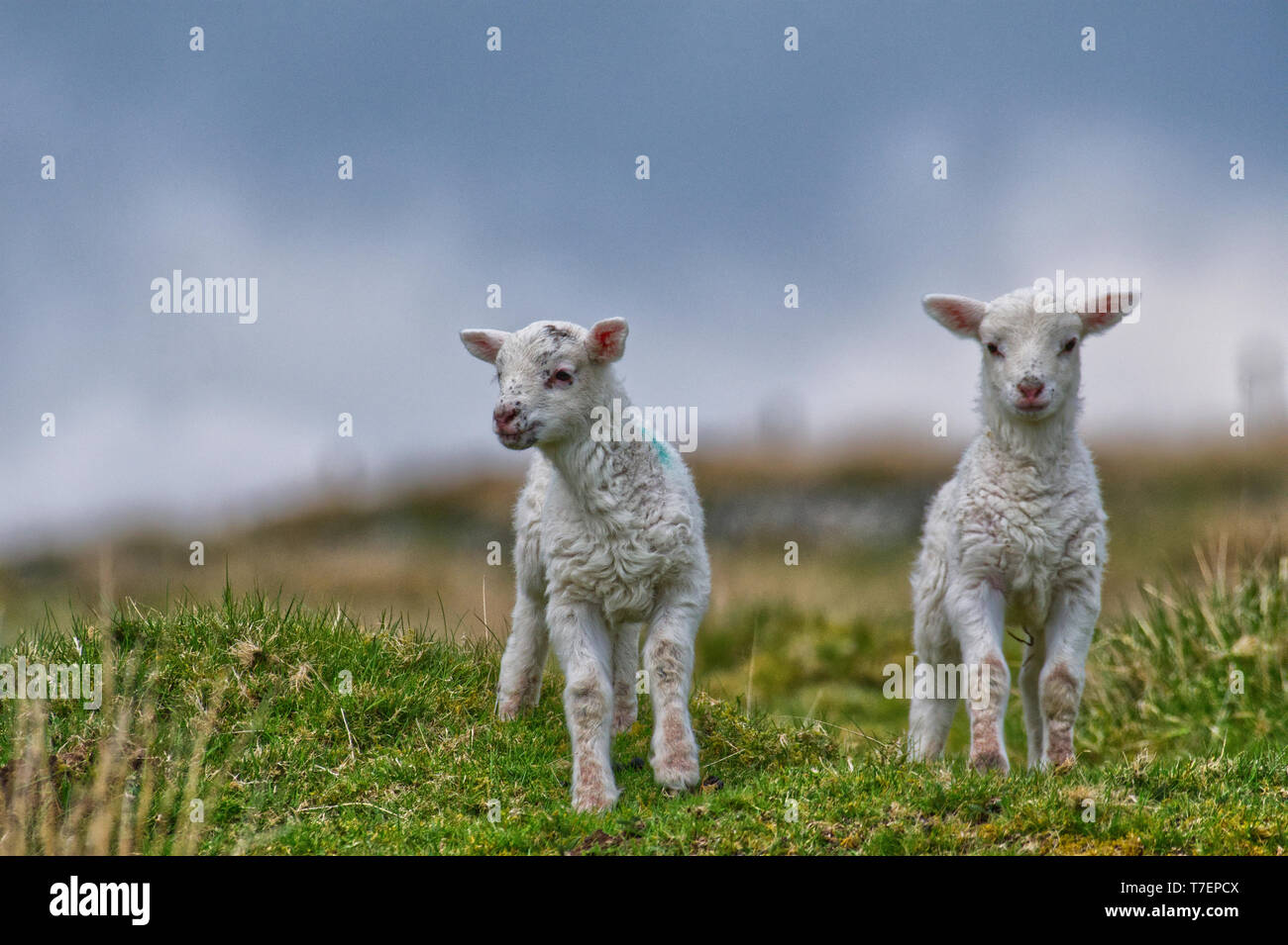 Gamboling lambs hi-res stock photography and images - Alamy