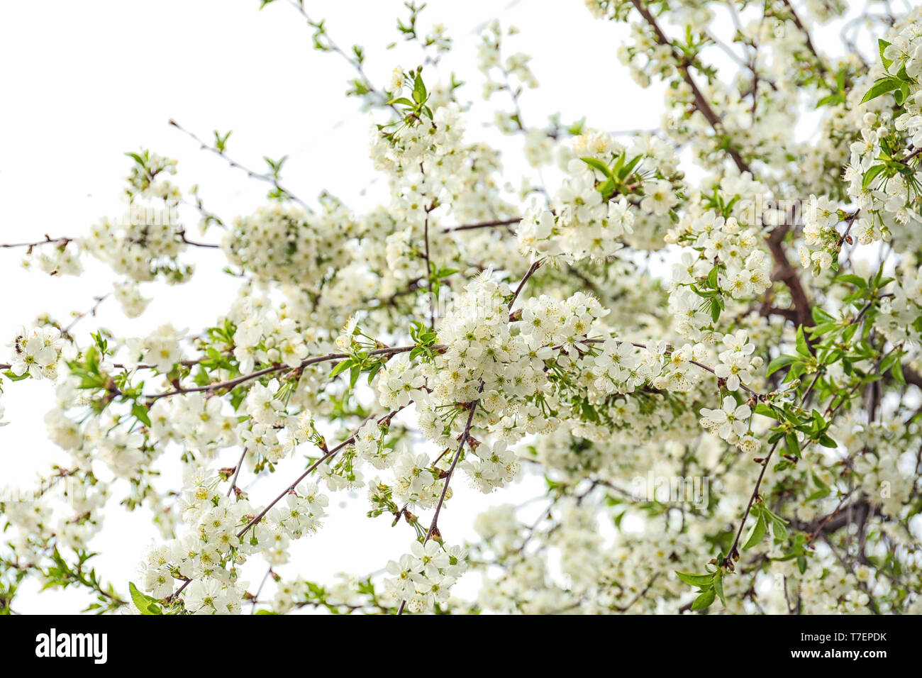 Beautiful blossoming tree outdoors Stock Photo - Alamy