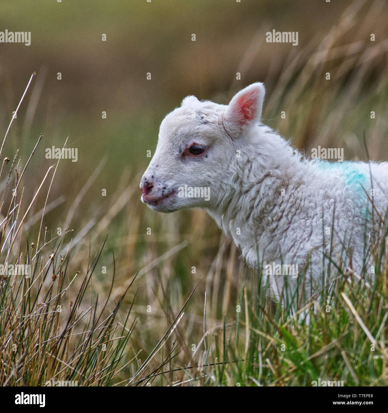 Lambs coat hi-res stock photography and images - Alamy