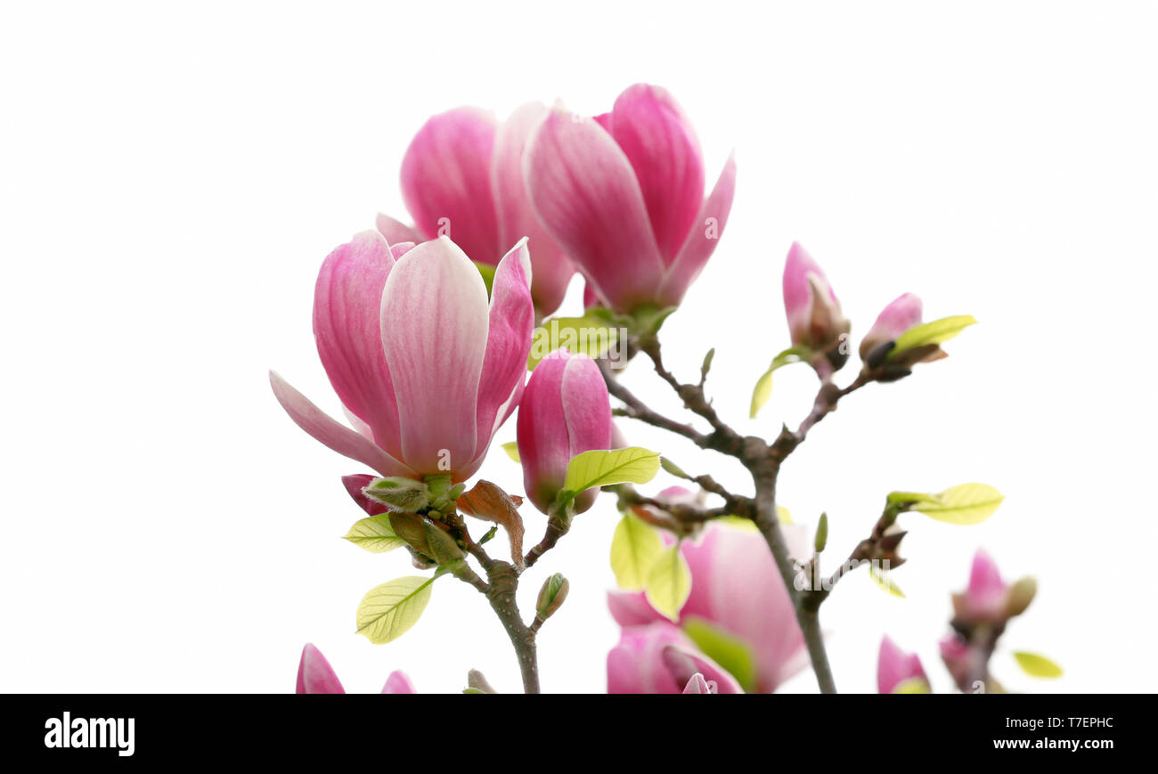 Blossoming tree outdoors on Cut Out Stock Images & Pictures - Alamy