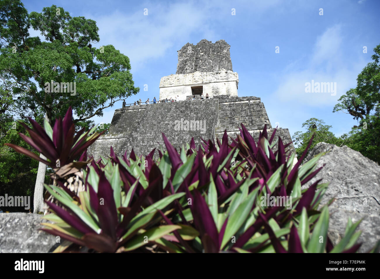 LOW ANGLE VIEW OF HISTORICAL MAYAN TEMPLE IN TIKAL Stock Photo - Alamy