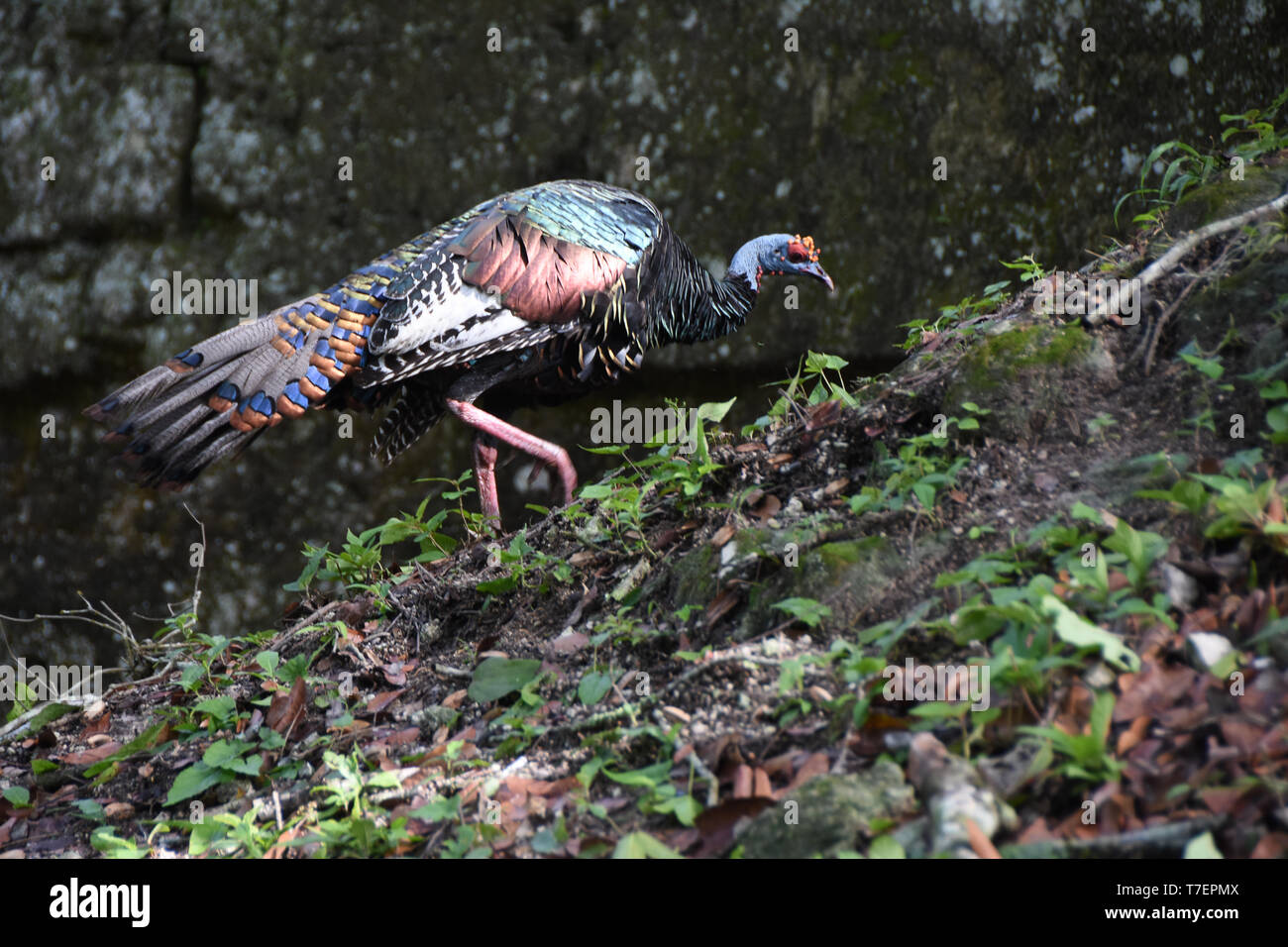 Tikal animals hi-res stock photography and images - Alamy