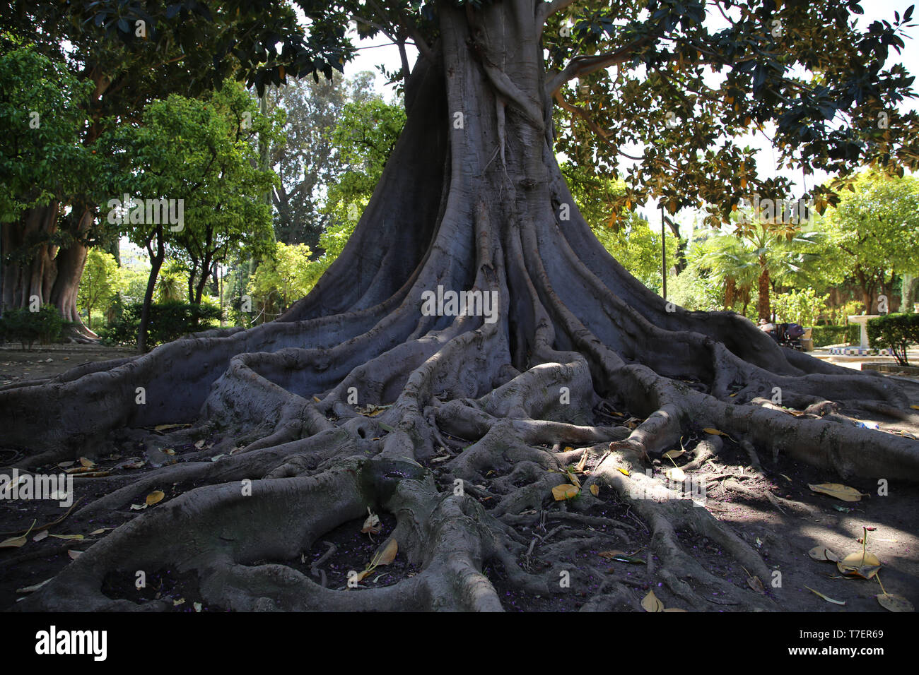 Root of the ficus tree. Gardens of Murillo. Seville. Andalusia. Spain ...