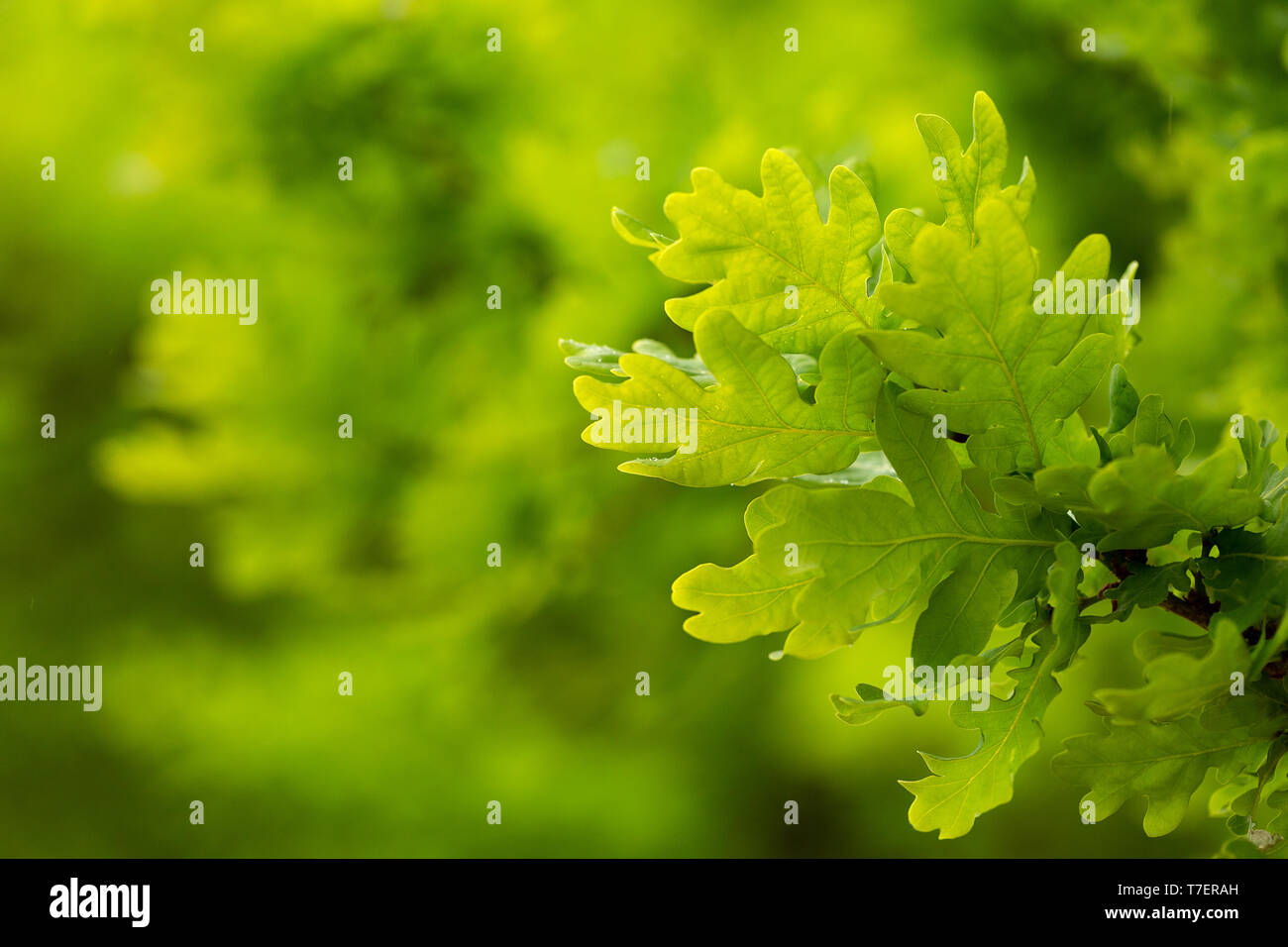 Oak tree branch in spring Stock Photo - Alamy