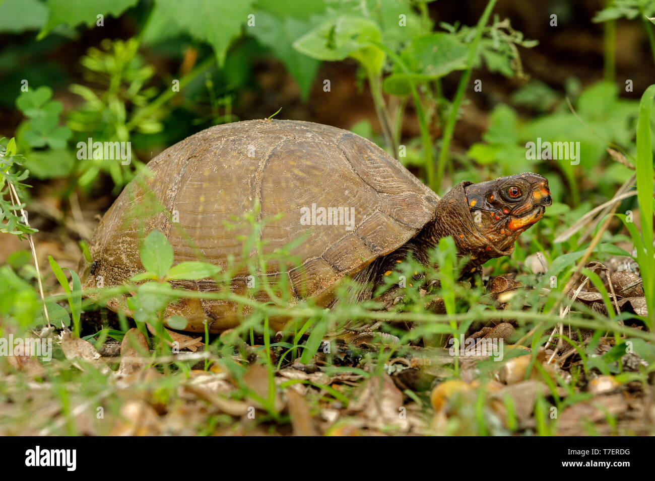 Eastern box turtle shell pattern hi-res stock photography and images ...