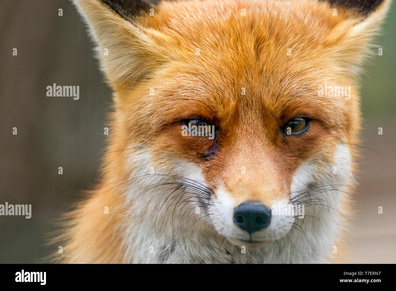 Red fox cute animal image hi-res stock photography and images - Alamy