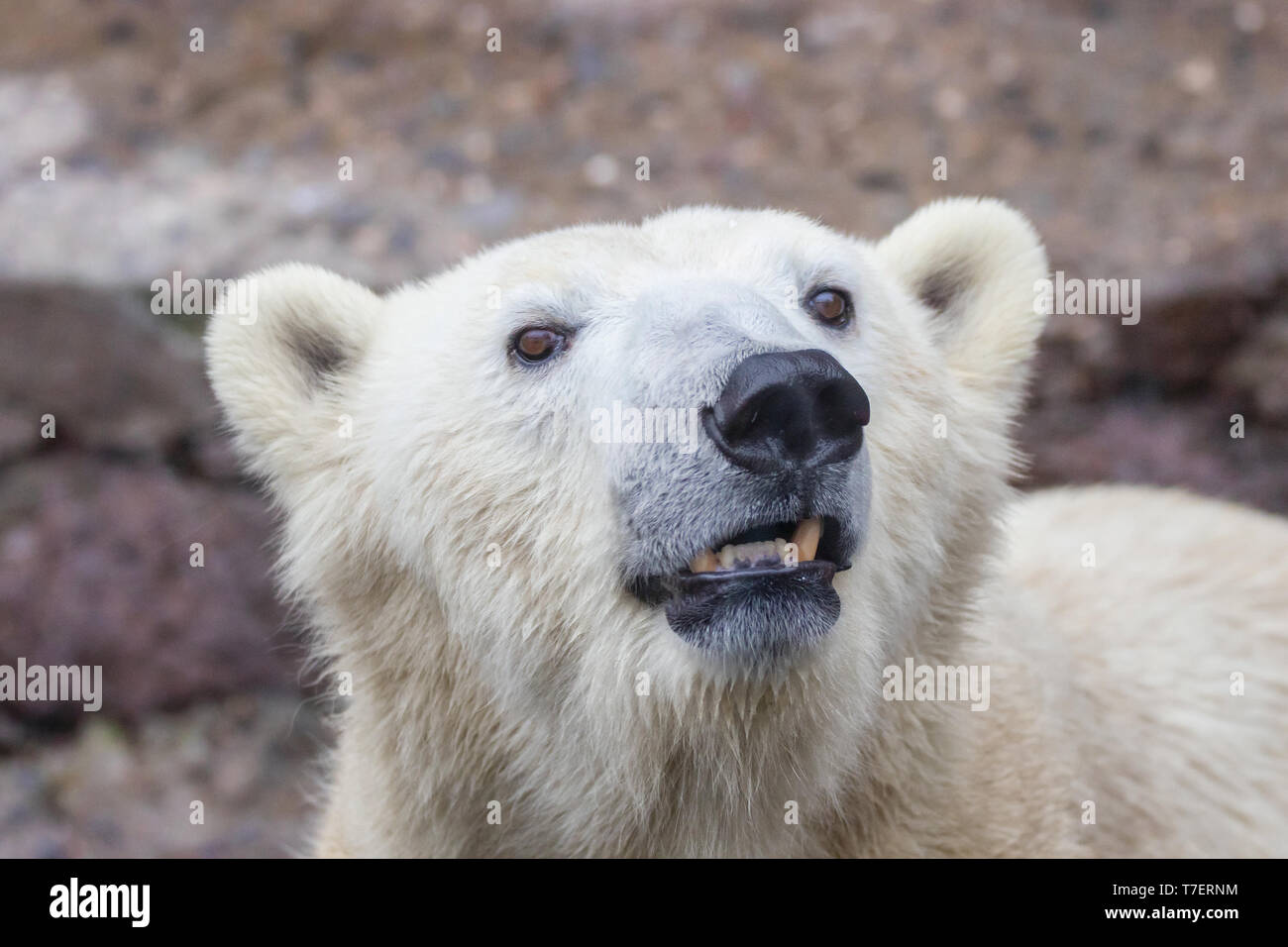 image of the muzzle of a wild animal polar bear Stock Photo - Alamy