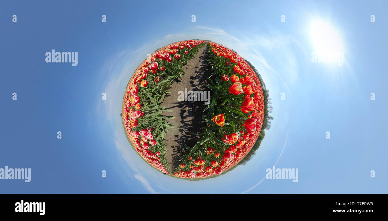 Tiny planet of beautiful flower field in the Netherlands Stock Photo ...