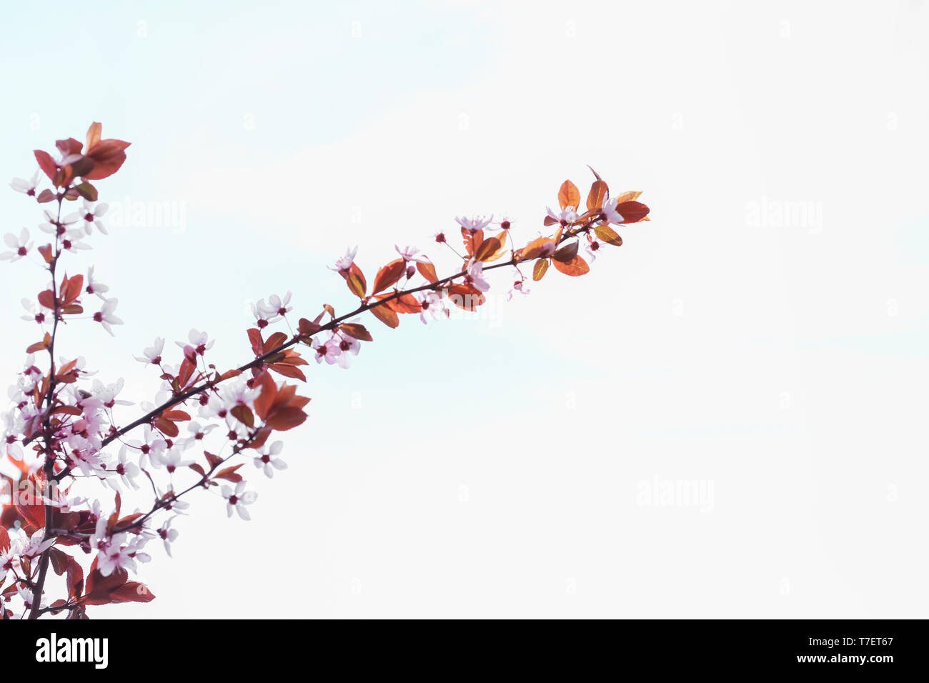 Branches of beautiful blossoming tree outdoors Stock Photo - Alamy