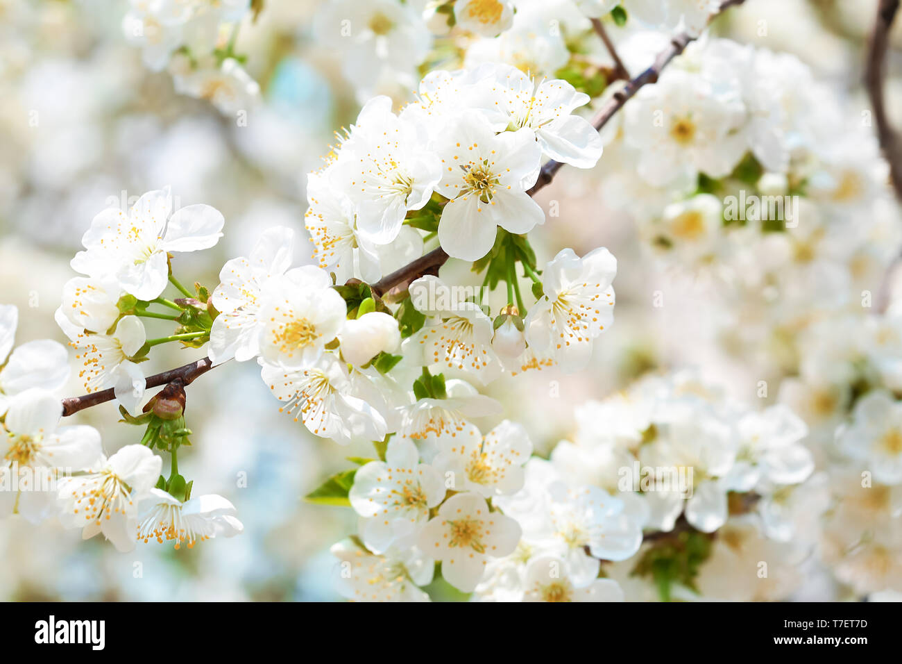 Beautiful blossoming tree outdoors, closeup Stock Photo - Alamy
