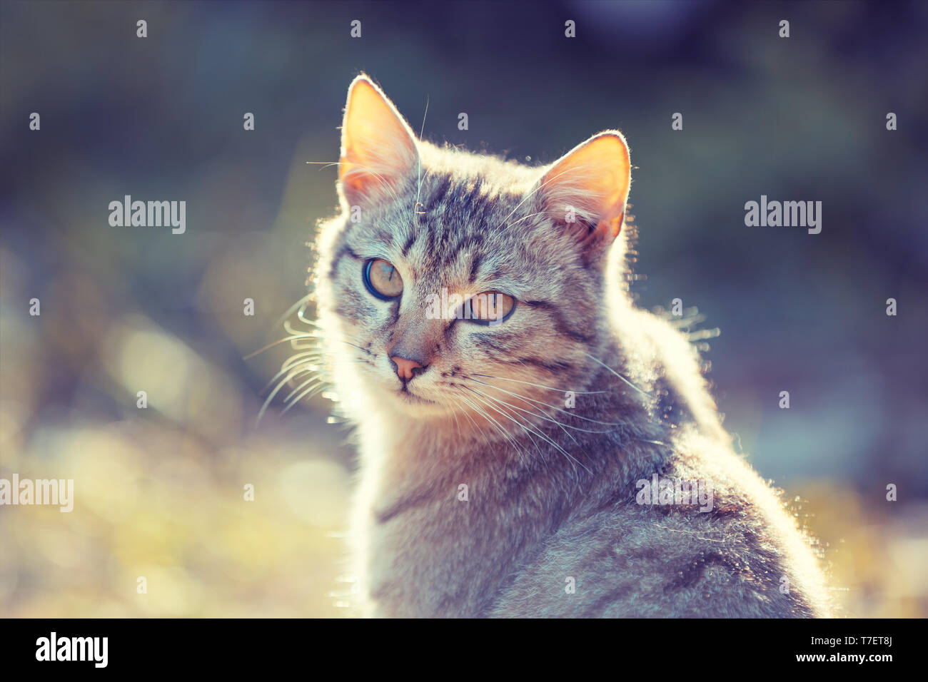 Spring cat funny hi-res stock photography and images - Alamy