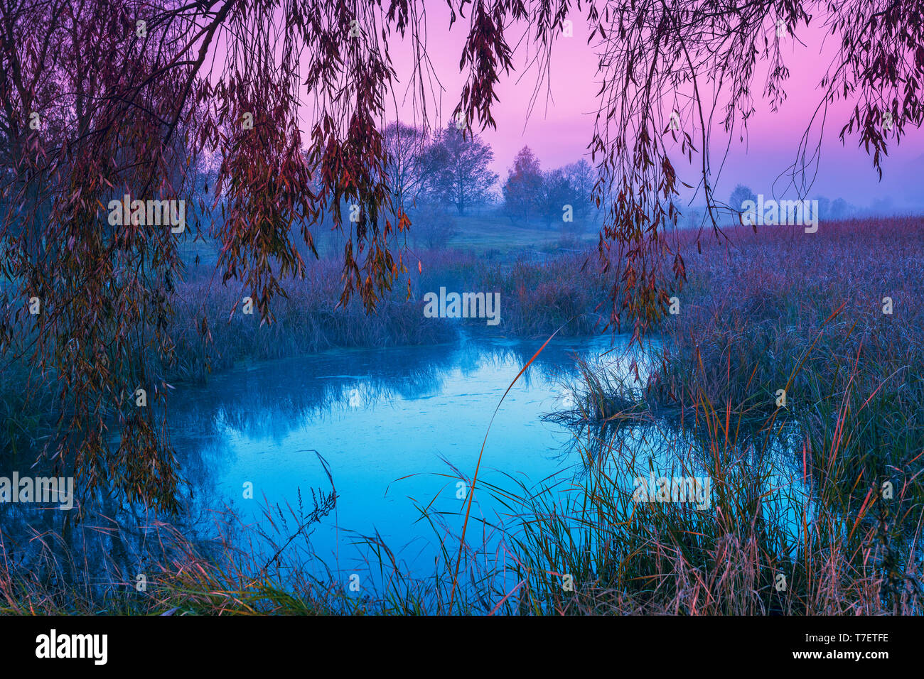Purple sunrise over wild forest hi-res stock photography and images - Alamy