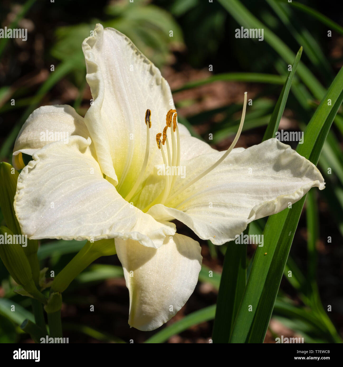 Day lily (Hemerocallis), close up of the flower head Stock Photo - Alamy